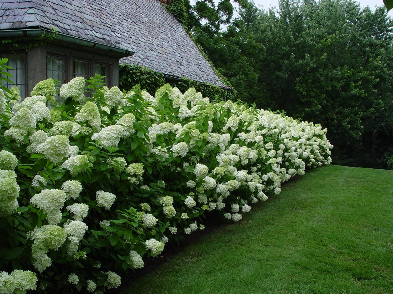 Limelight Hydrangea Bare Root Plant: Hardy Paniculata Shrub - Etsy