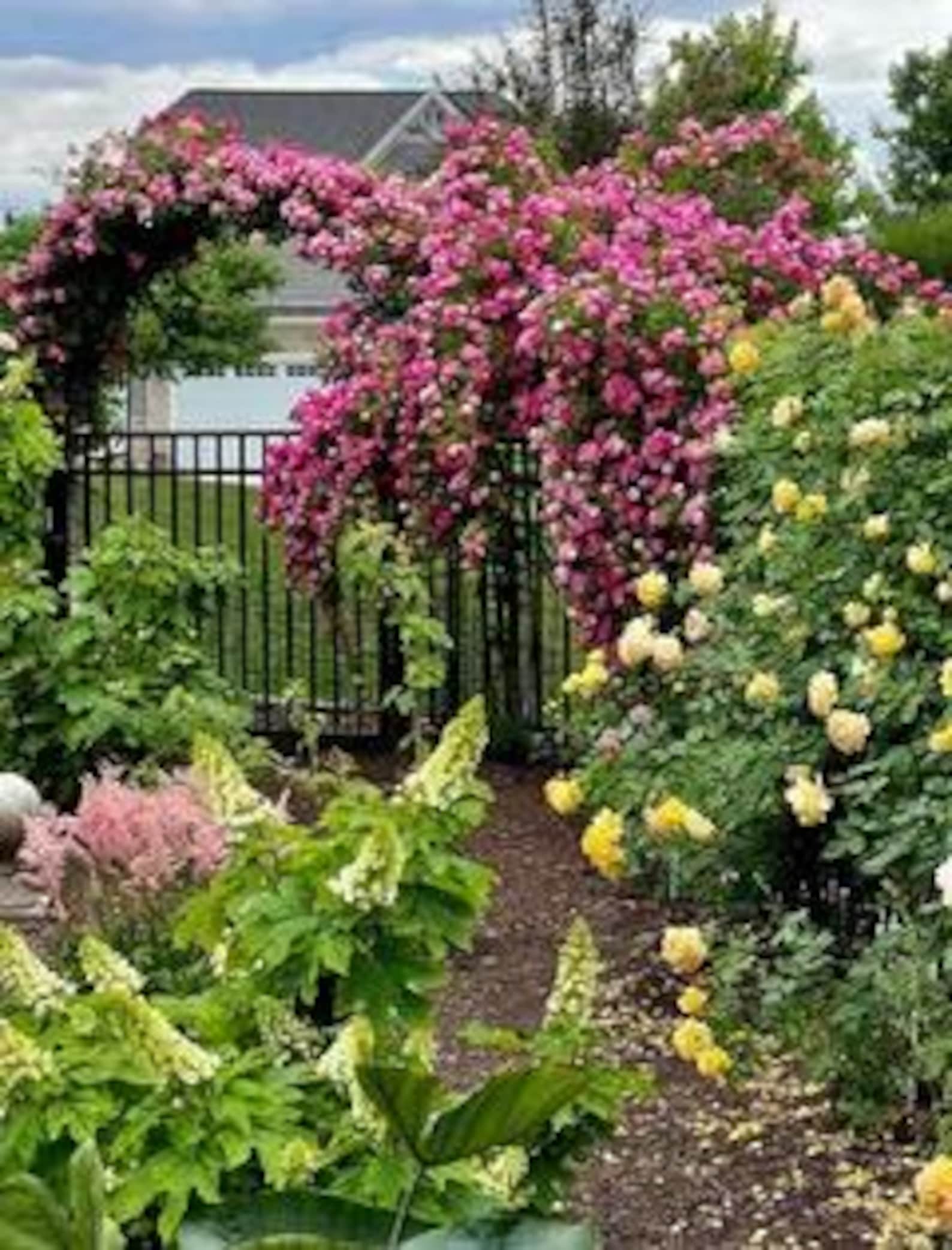 BUY 5 GET 5 FREE Peggy Martin Climbing Rose - 7-8” Cuttings Unrooted - Etsy