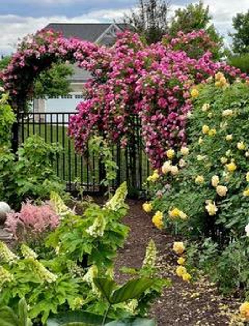 Peggy Martin Climbing Rose: Pink Heirloom Blooms - Rooted Plant - Etsy