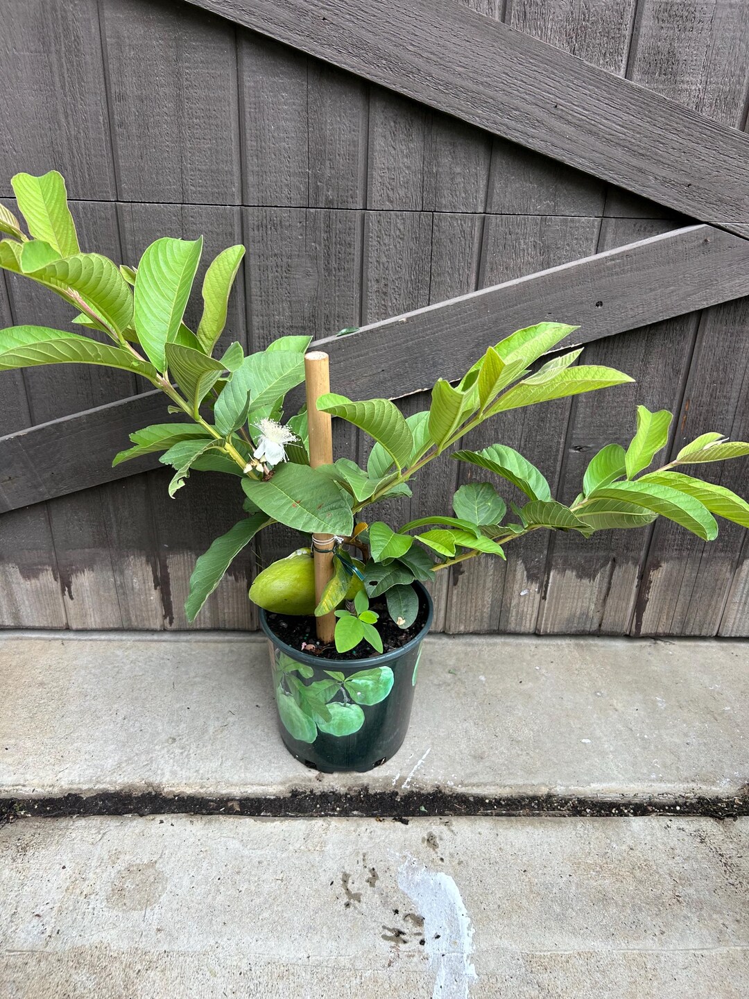 Pink Guava Plant - Tropical Exotic Delicious - Etsy