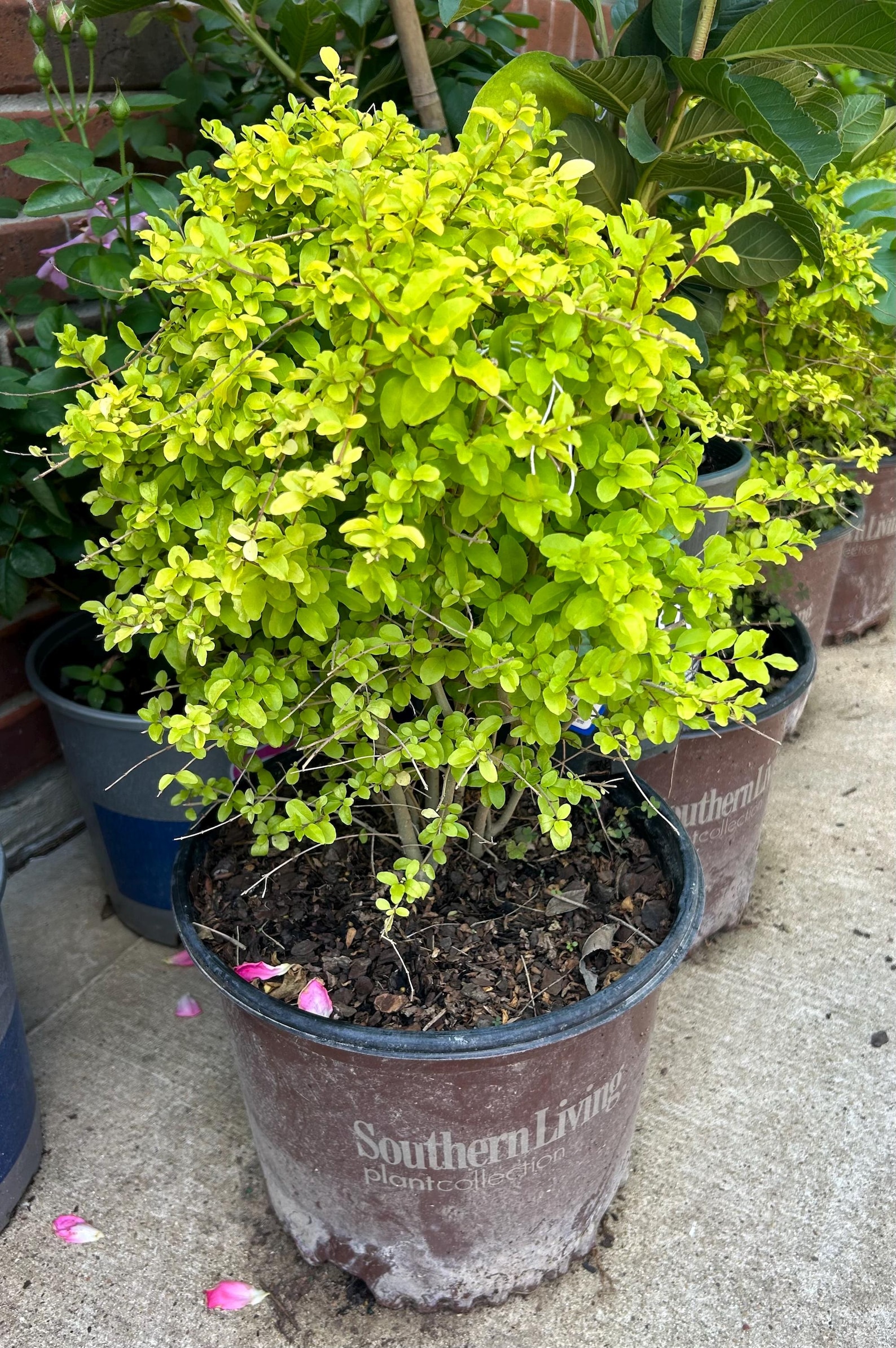 Sunshine Ligustrum Shrub: Yellow Evergreen, Southern Living Plant (3 ...