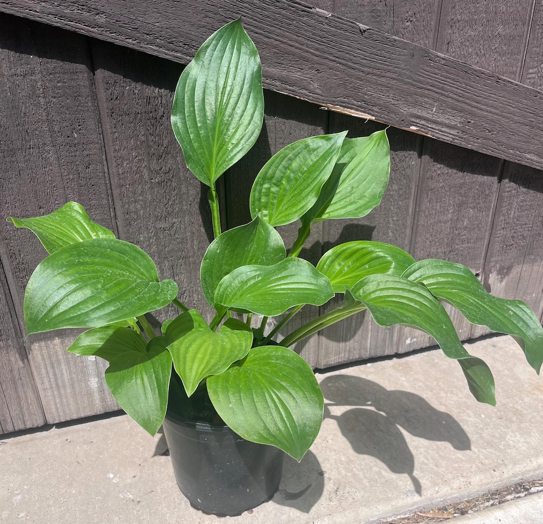 Devon Green Hosta Perennial Lavender Flowers Shade Plant - Etsy