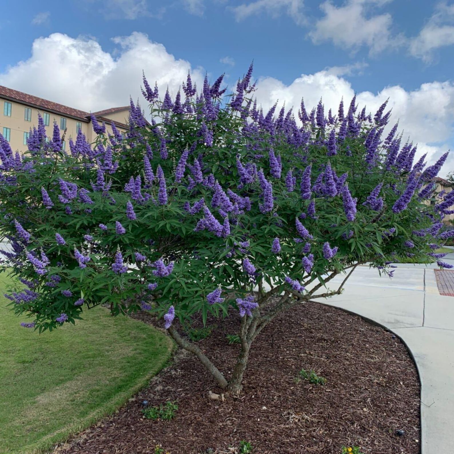 Vitex Chaste Tree - Purple Blooming Southern Living Outdoor Plant Low ...