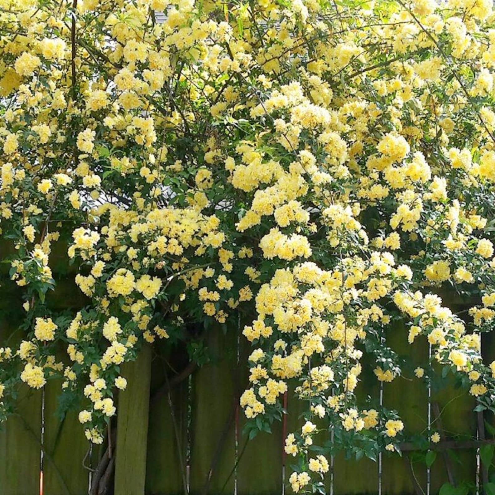 Lady Banks Yellow Climbing Rose Cuttings - 7-8" (set of 5) - Etsy