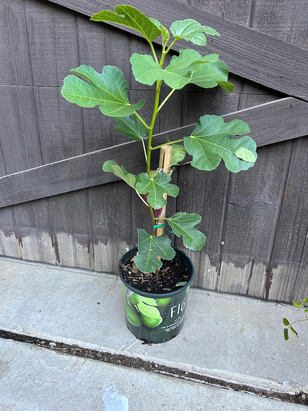 Mature Fig Tree: Edible Purple Fruit, Live Plant - Etsy