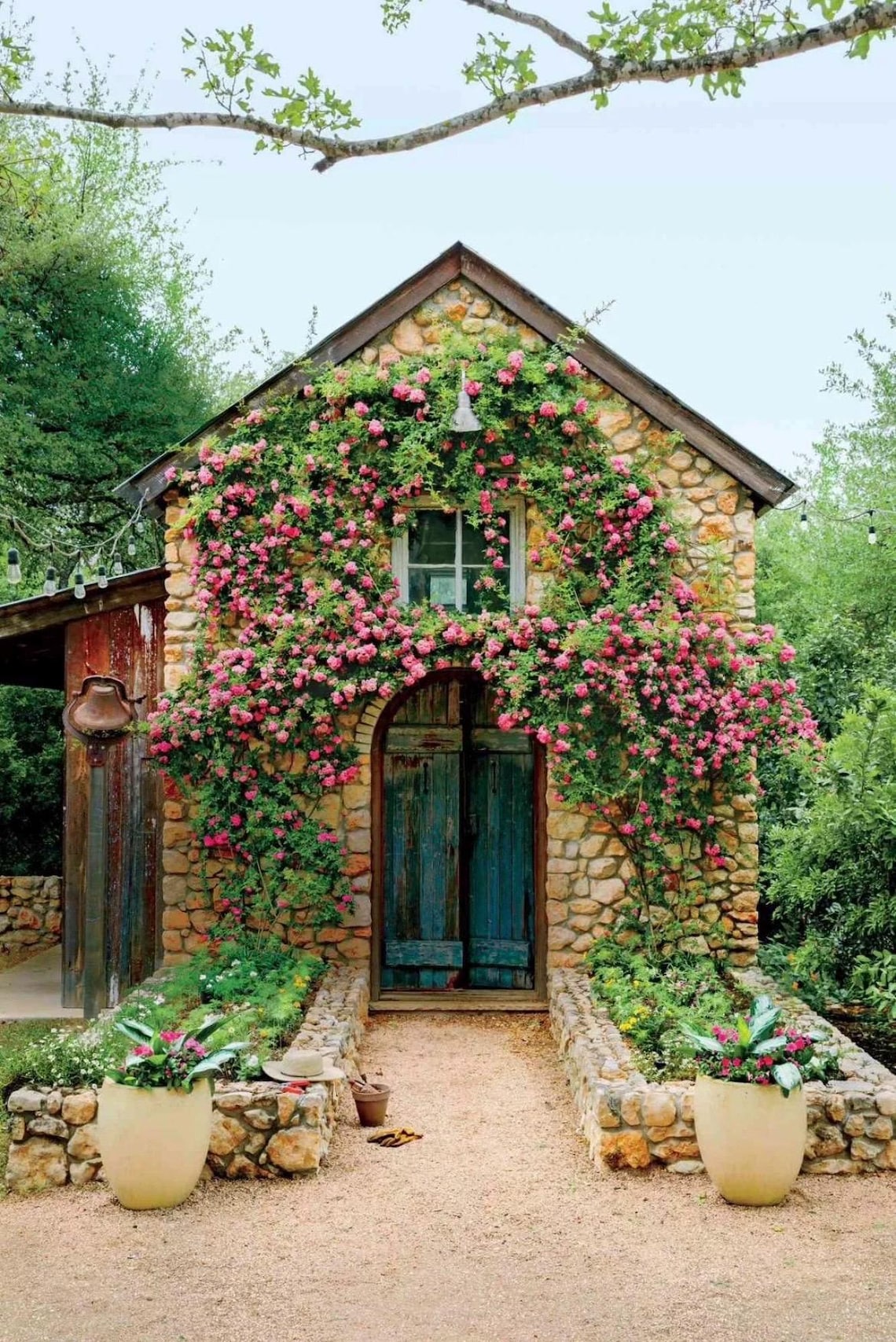 BUY 5 GET 5 FREE Peggy Martin Climbing Rose - 7-8” Cuttings Unrooted - Etsy