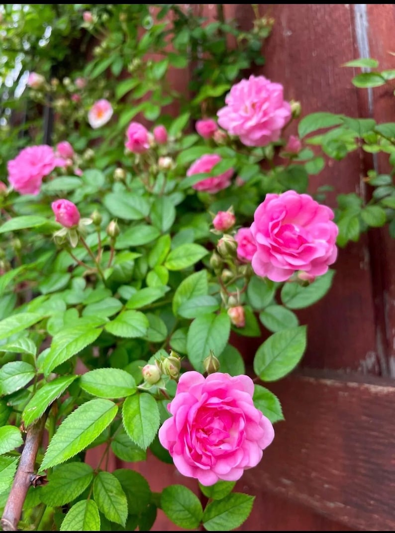 Peggy Martin Climbing Rose Cuttings: Hurricane Katrina Pink Roses (5 ...
