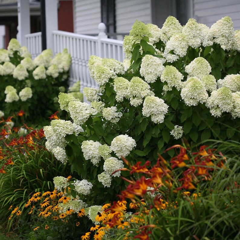 Limelight Hydrangea Bare Root Plant: Hardy Paniculata Shrub - Etsy