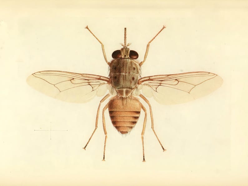 Antique Victorian Gothic Fly Printable Digital Download Illustration ...
