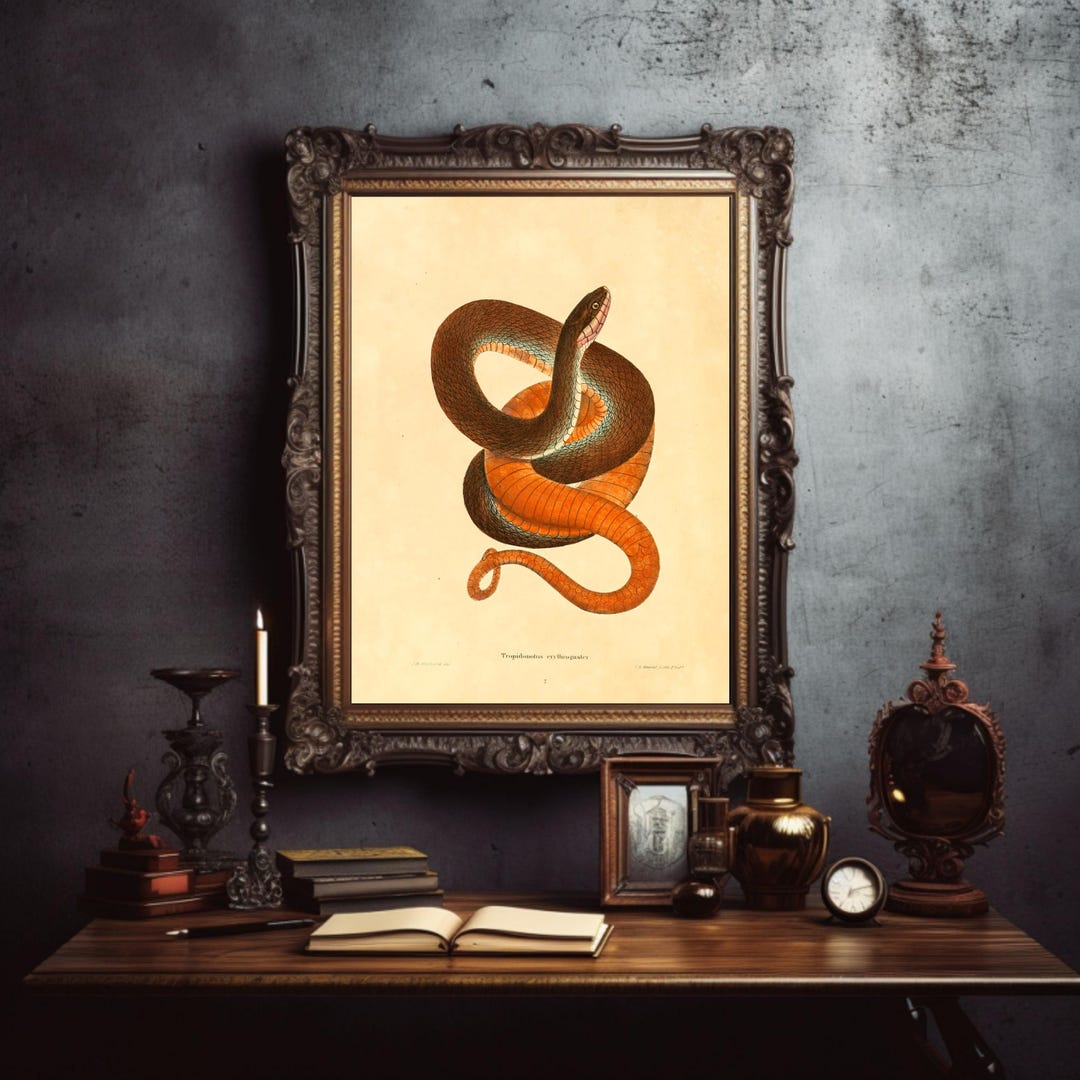 Orange Snake Art Print, Dark Academia, Antique Science, Gothic Wall ...