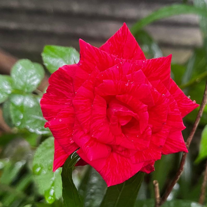 20 Red Climbing Rose Seeds – Rare Heirloom Variety – Non-gmo, Vining ...