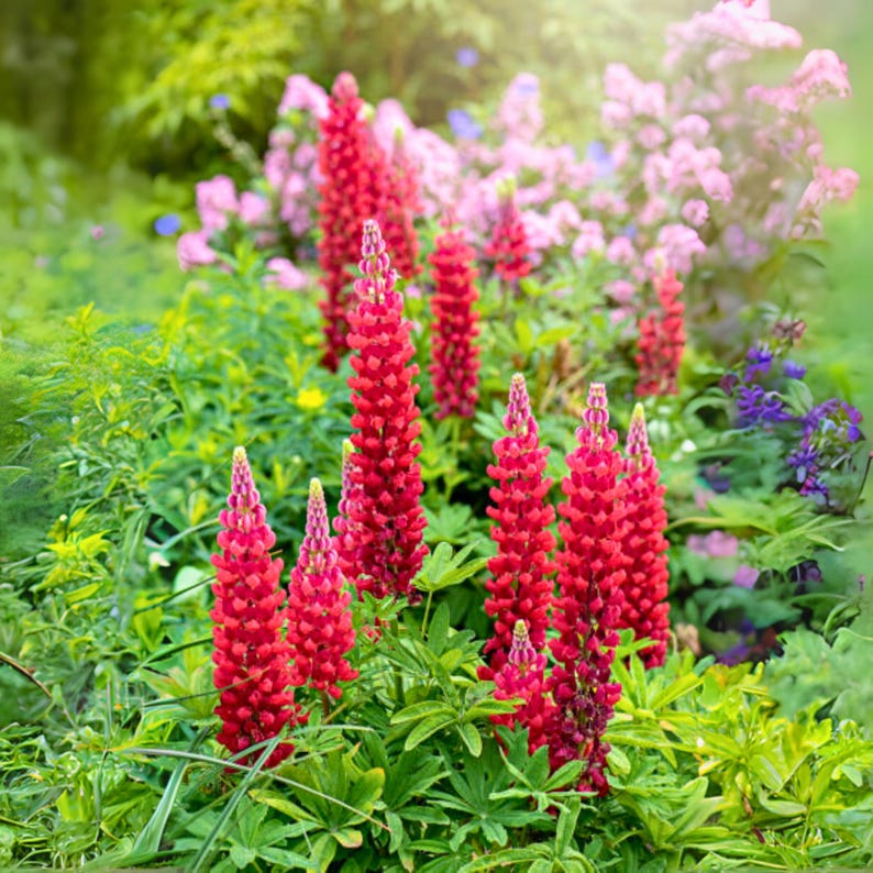 20 Red Russell Lupine Seeds: Tall Scarlet Blooms, Cottage Garden Favorite - Etsy