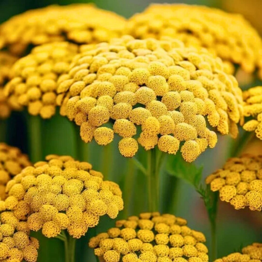 1500 Gold Yarrow Seeds Achillea Filipendulina, Golden Blooms for ...