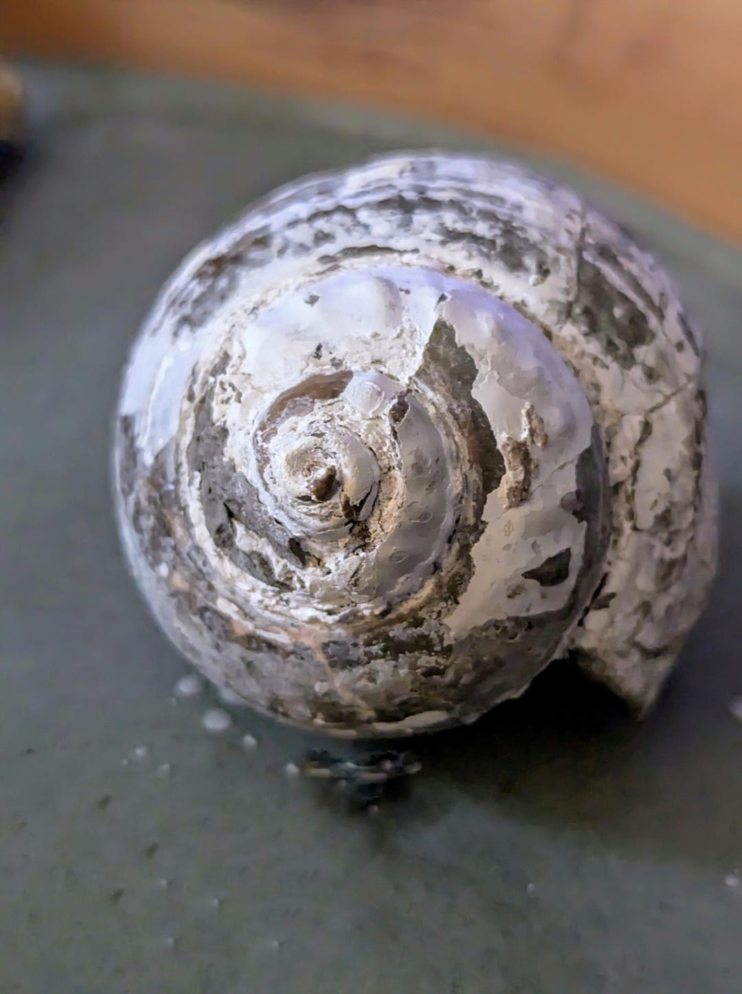 Fossil Snail Shell, Shell Specimen Sea Snail Fossil Sea Shell - Etsy