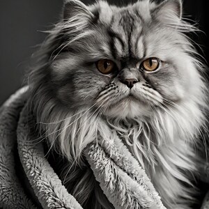 Elegant yet Sassy Persian Cat Wall Art – Funny Black & White Cat ...
