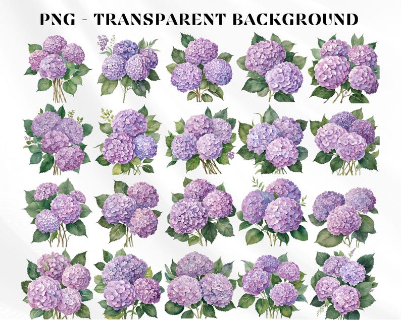 Violet Hydrangea Clipart PNG Watercolor Botanical Floral Illustration ...