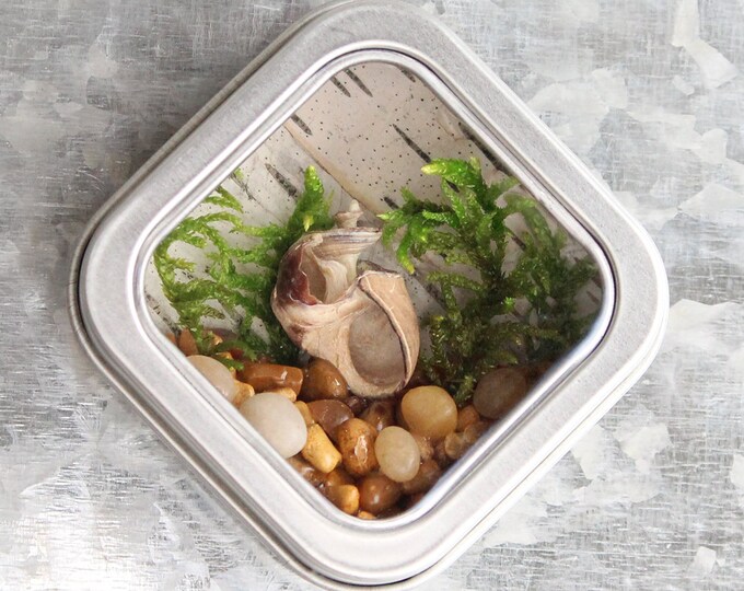 Nature Decor, Gift for Nature-lover, Plant Magnet, Mini Ecosystem ...