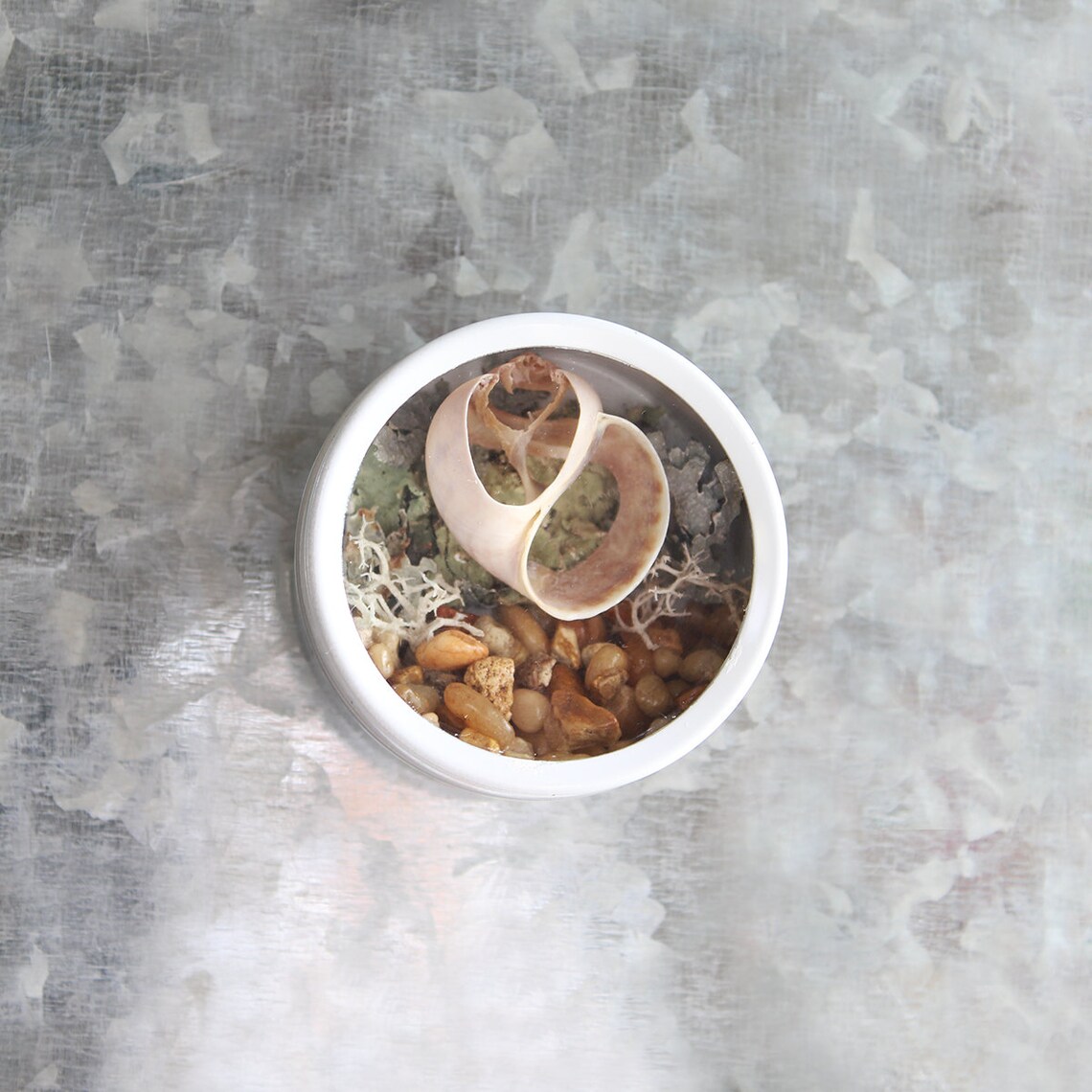 Nautical Kitchen Art, Kitchen Magnet, Nature Magnet, Natural Kitchen ...