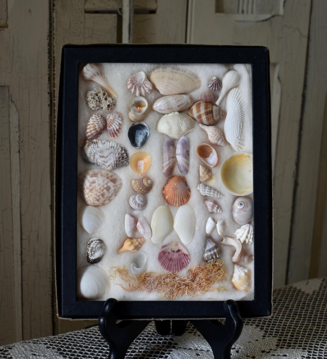 Vintage Shell Collection in Specimen Mount, Naturalistic Decor, Beach ...