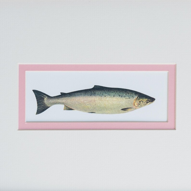 The Big Catch! These Antique Prints of Fish Have Been Carefully ...