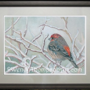 Red Finch in Winter ~ Open Edition Print From Original Colored Pencil ...
