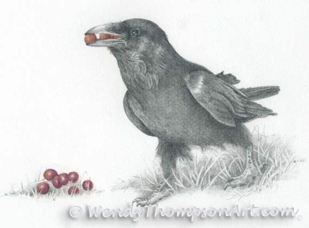Grapeater Ravens Note Cards - Original Design Corvid Art, Raven ...