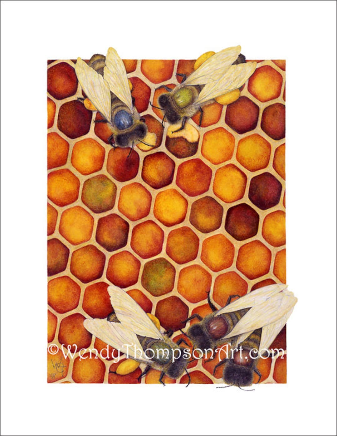 Honey Bees Colored Pencil Print, Entomology Nature Art - Etsy