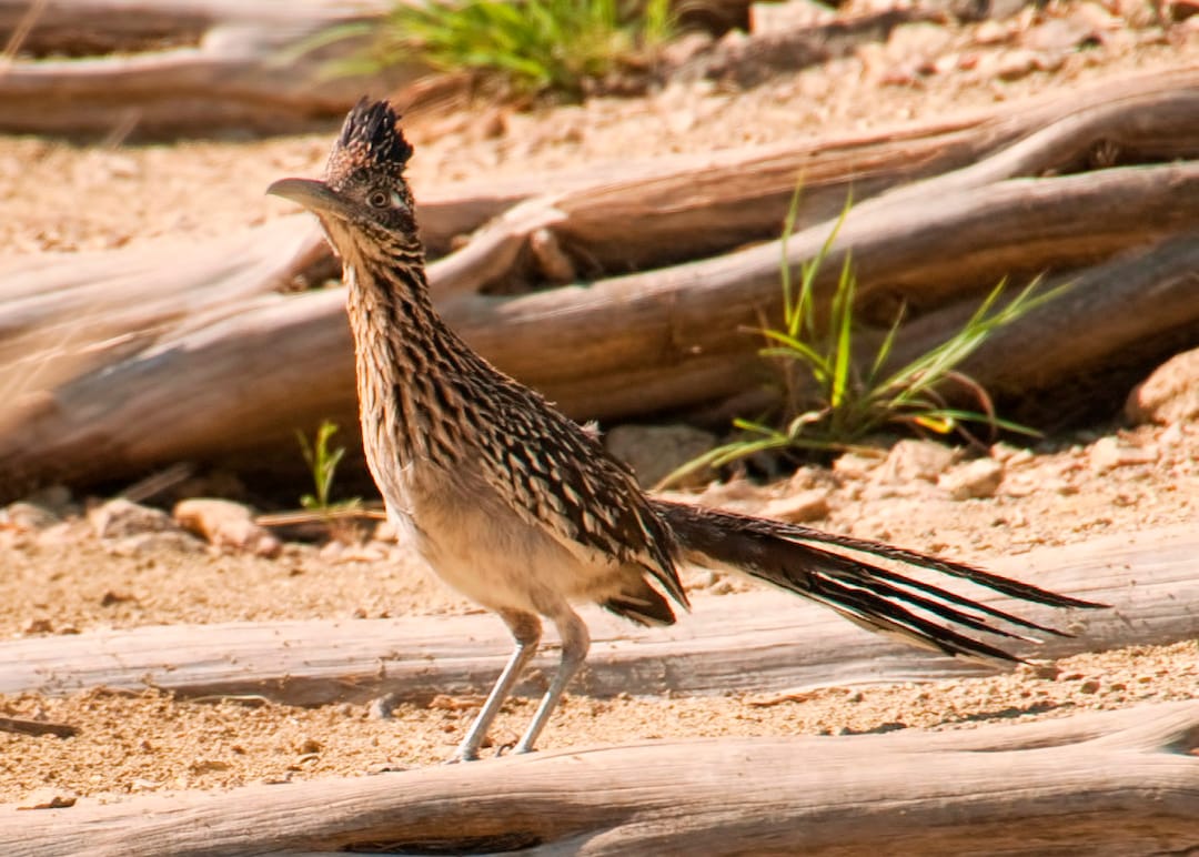 Roadrunner - Big Bend National Park - 5 or 10 Pack Note Cards - Chisos ...