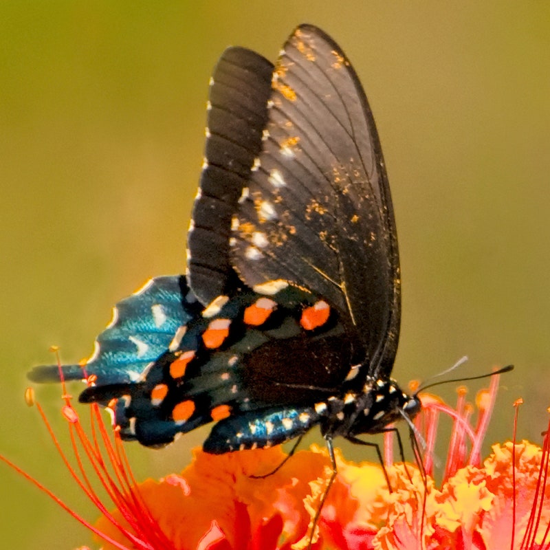 Swallowtail Plant - Etsy