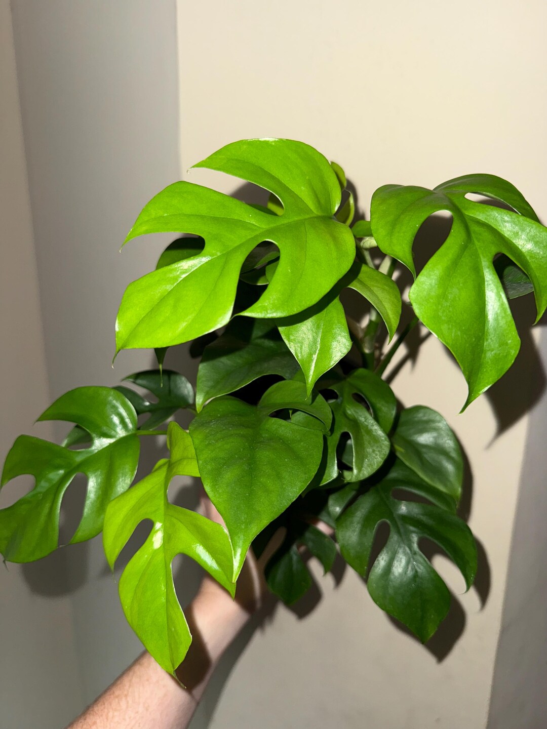 Mini Monstera Plant Cutting (NOT Rooted) - Etsy