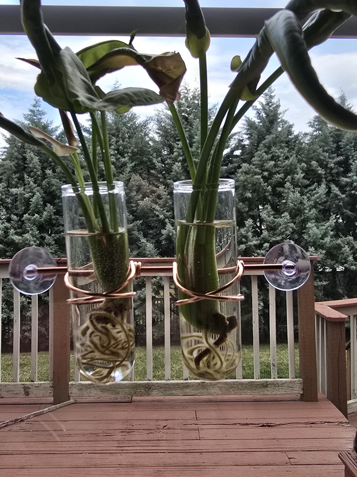 Window Hanging Copper Wire Plant Propagation Stand - 2 Glass Vial - Etsy