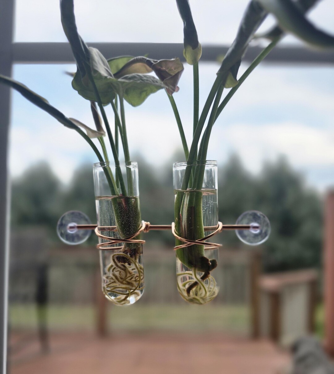 Window Hanging Copper Wire Plant Propagation Stand - 2 Glass Vial - Etsy