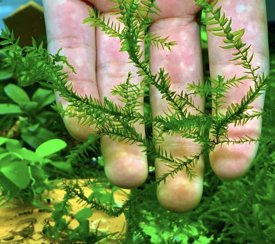 Willow Moss (fontinalis Antipyretica) Freshwater Aquatic Plant - Etsy