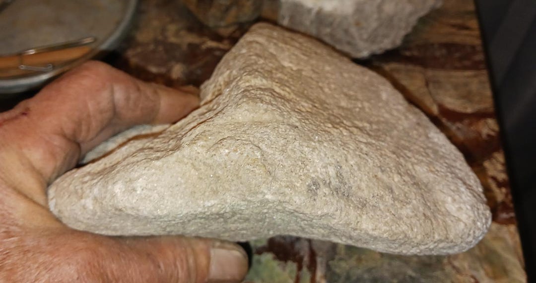 Sea Turtle Shell Fossil Cast Fulgurate - Etsy