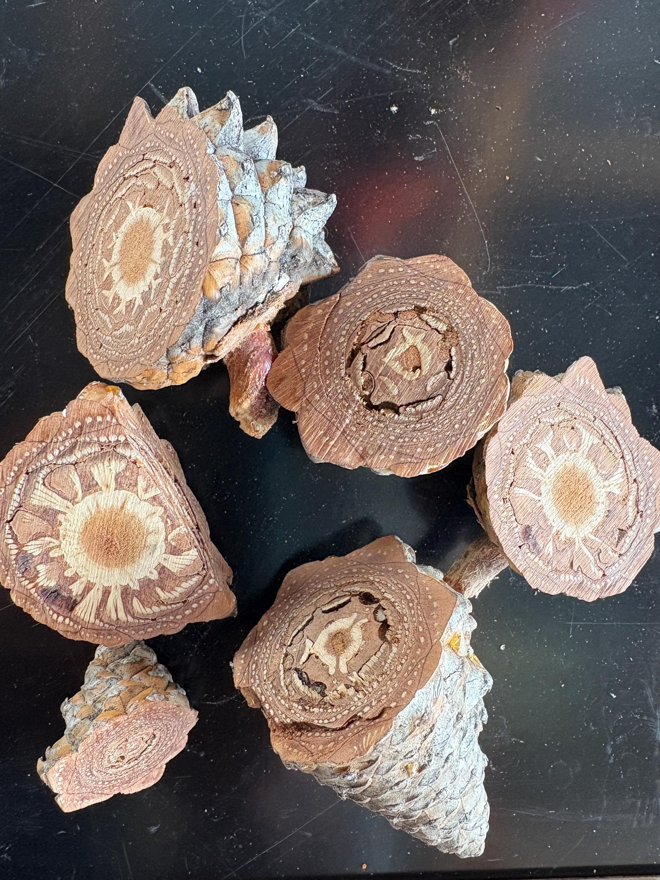 Knobcone Pine Cone END Slices – Natural Wood ENDS for Jewelry Making ...