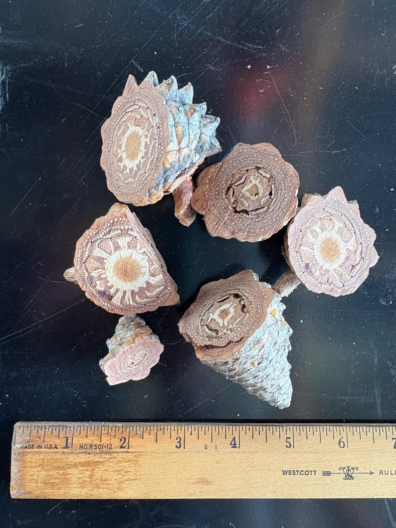 Knobcone Pine Cone END Slices – Natural Wood ENDS for Jewelry Making ...