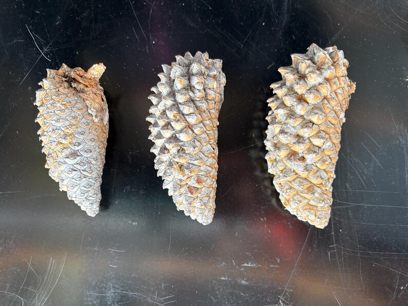 Rare Knobcone Pine Cones for Jewelry – Natural Craft Supplies for Boho ...