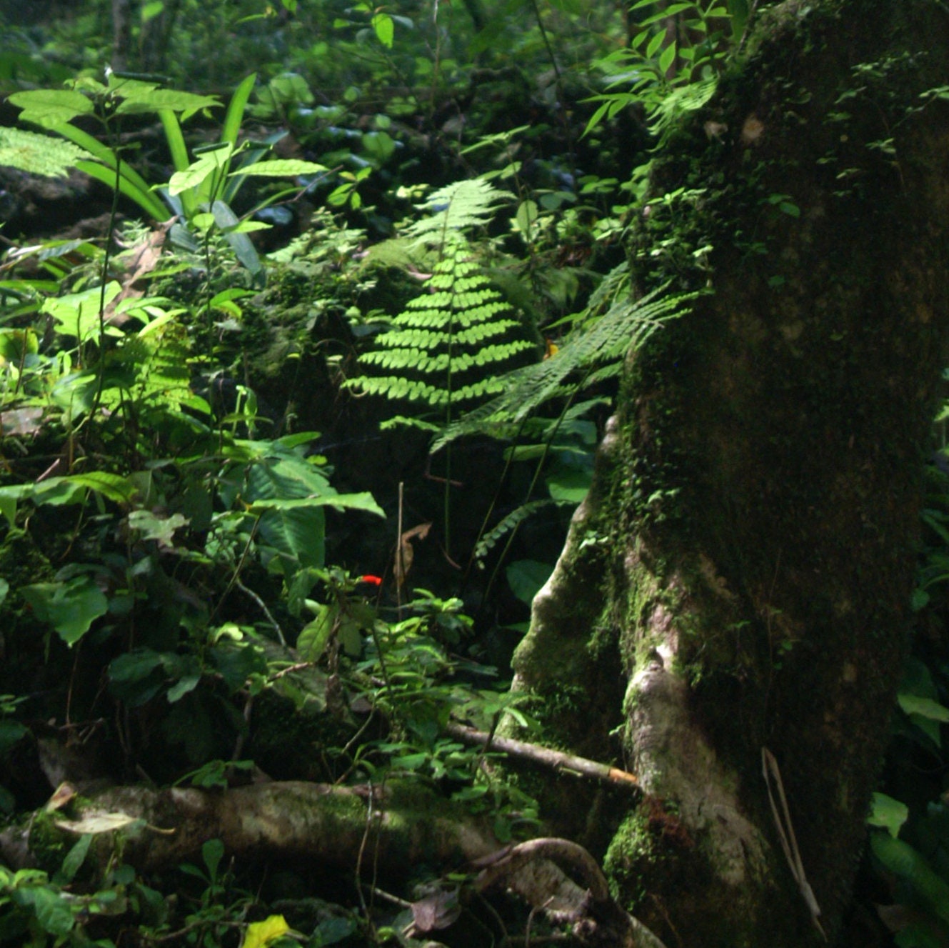 Luscious Framed Rainforest Photograph Landscape. Rain Forest Jungle ...