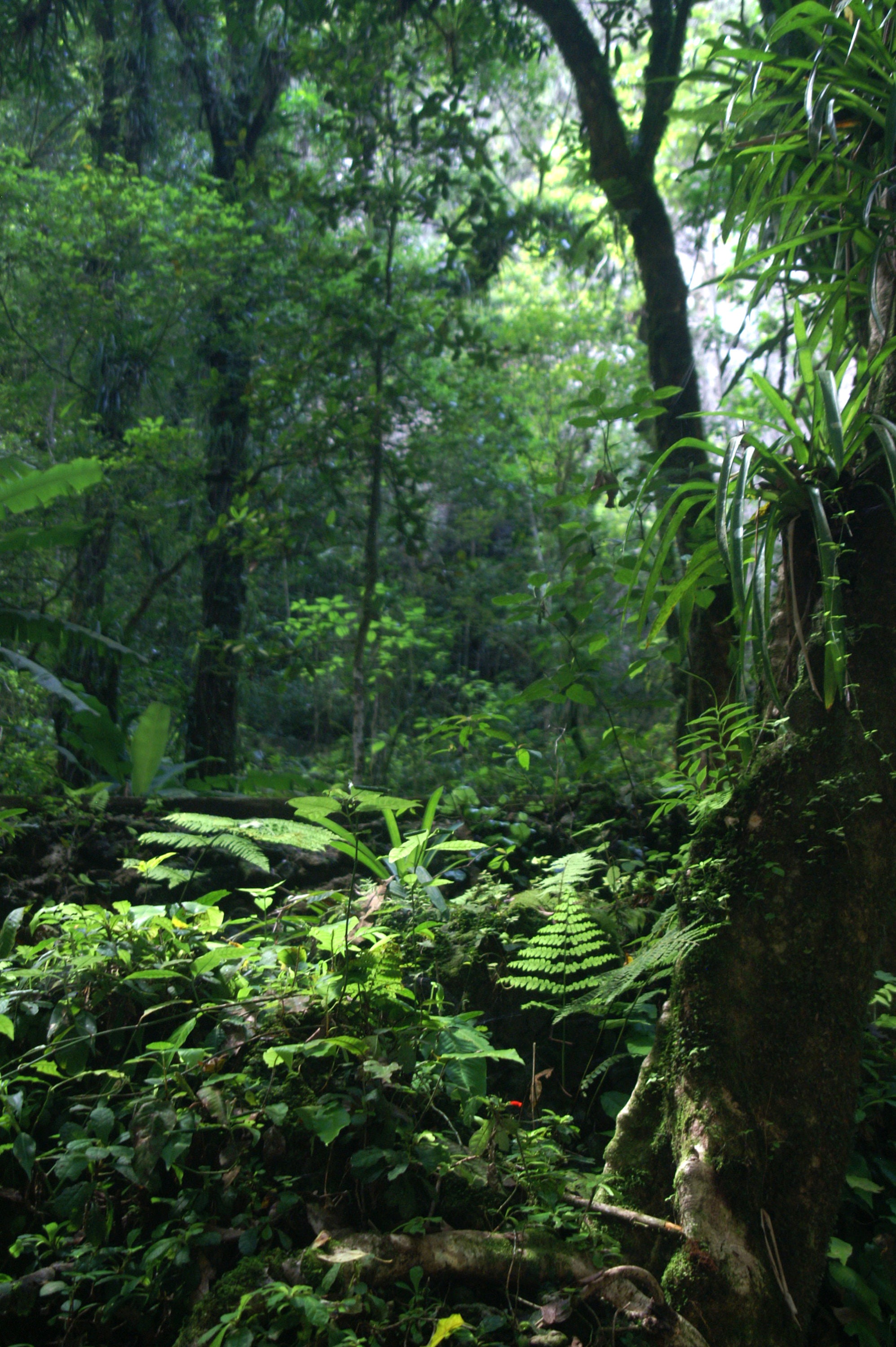 Luscious Framed Rainforest Photograph Landscape. Rain Forest Jungle ...