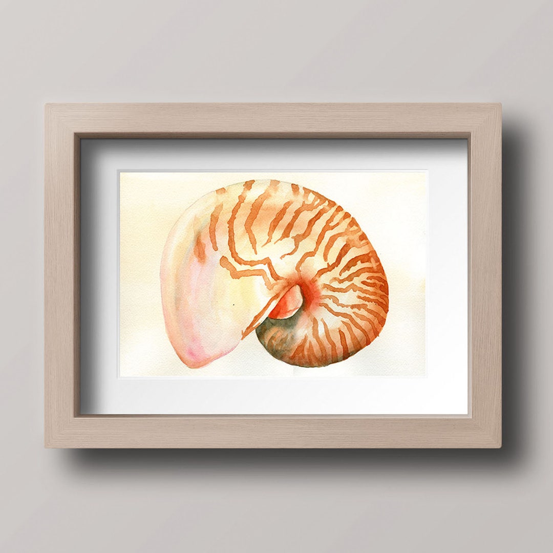 Nautilus Shell Print From Original Watercolor, 5 X 7, 8 X 10, 10 X 12 ...