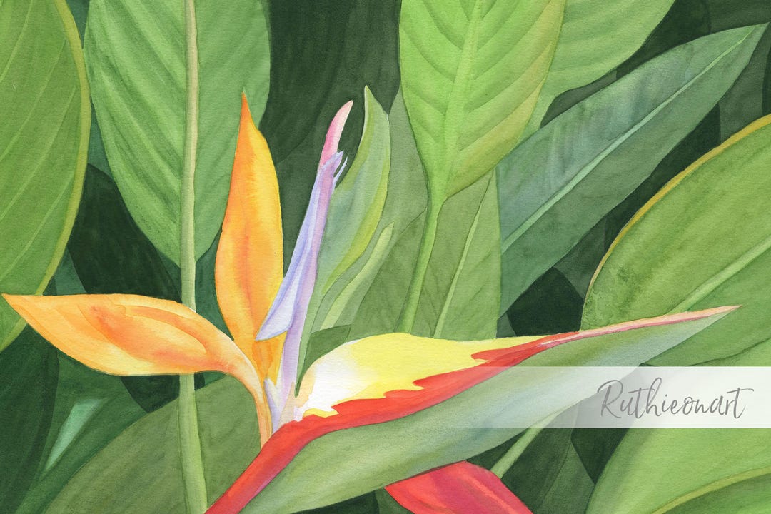 Bird of Paradise Watercolor Print, 5 X 7, 8 X 10, 10 X 12, 11 X 14, or ...