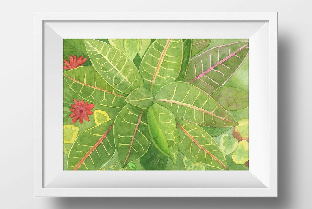 Classic Croton Watercolor Art Print, 5 x 7, 8 x 10, 10 x 12, 11 x 14 ...