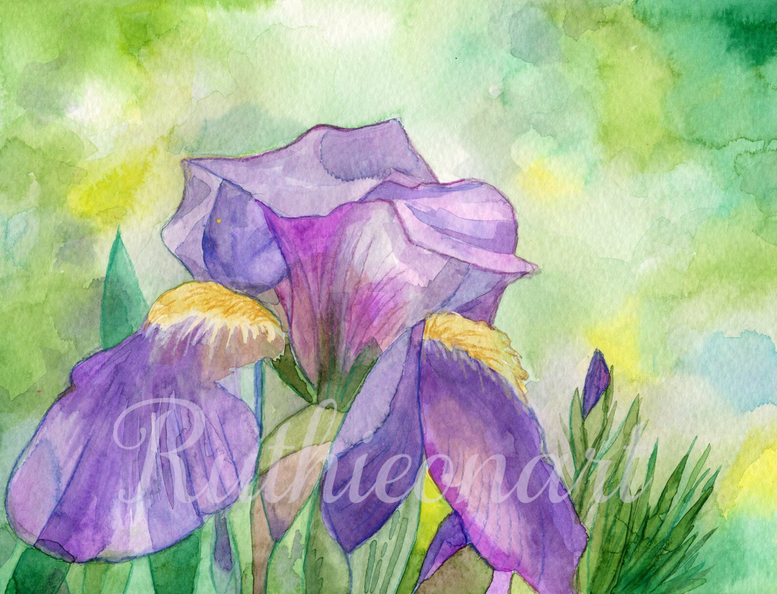Iris Note Card Set of Eight from Four Original Watercolors | Etsy