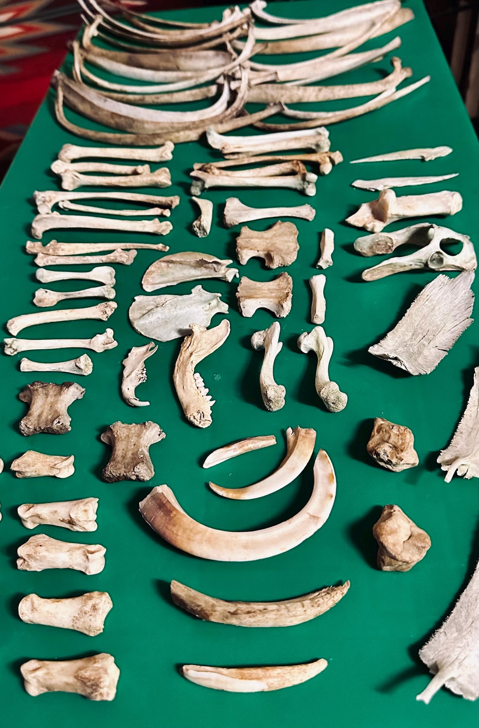 Medium Sized Animal Bones for Oddity/curiosity Display/crafting/jewelry ...