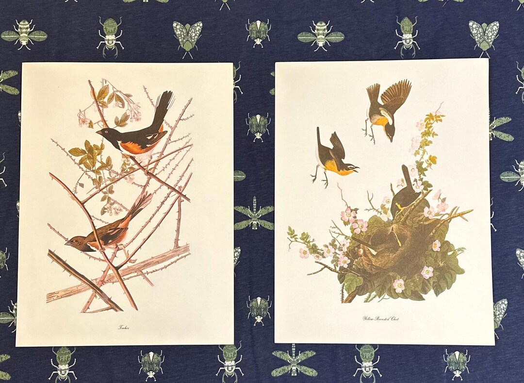 Vintage Audubon Birds of America Lithograph Prints - Set of 2 - Towhee ...