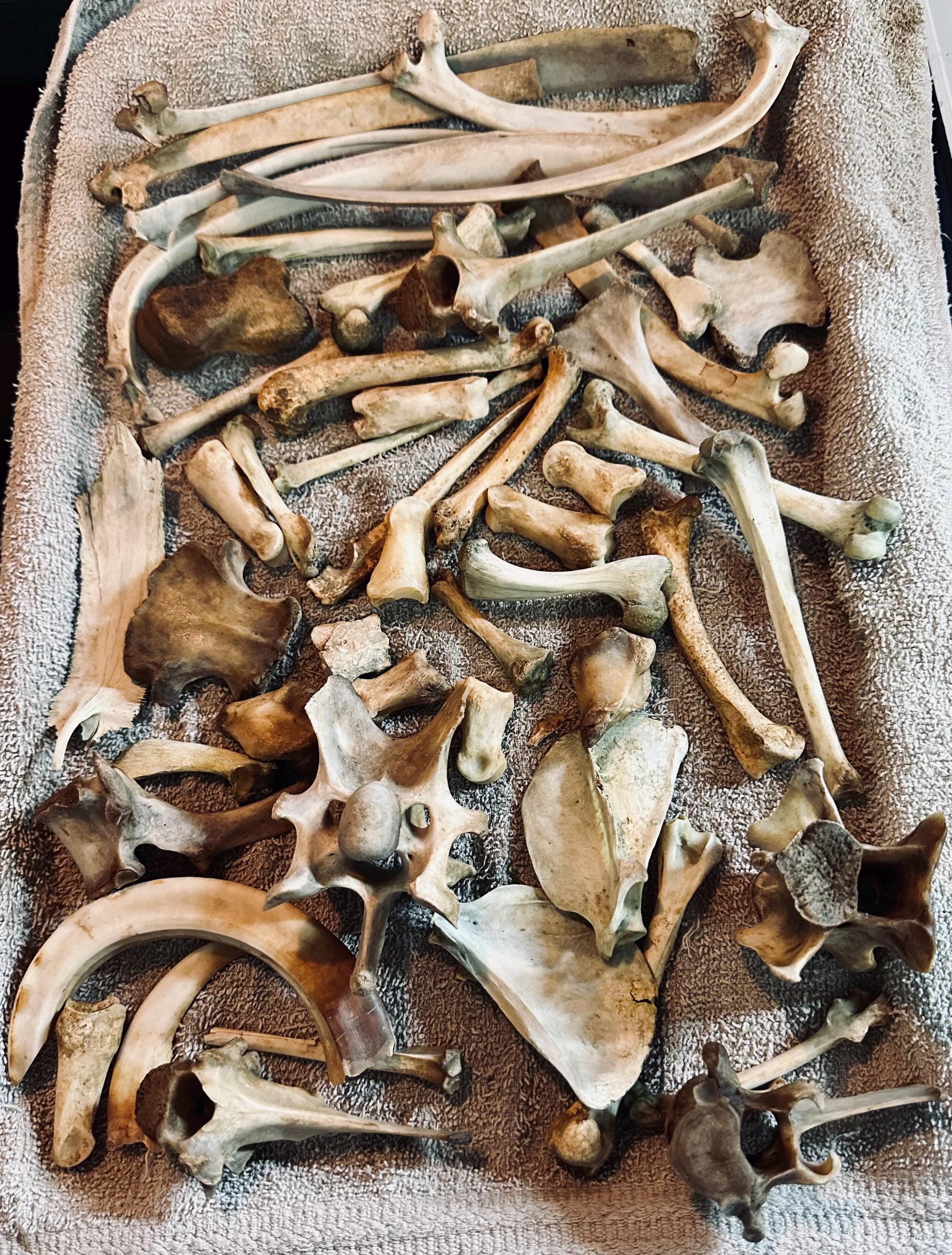 Medium Sized Animal Bones for Oddity/curiosity Display/crafting/jewelry ...