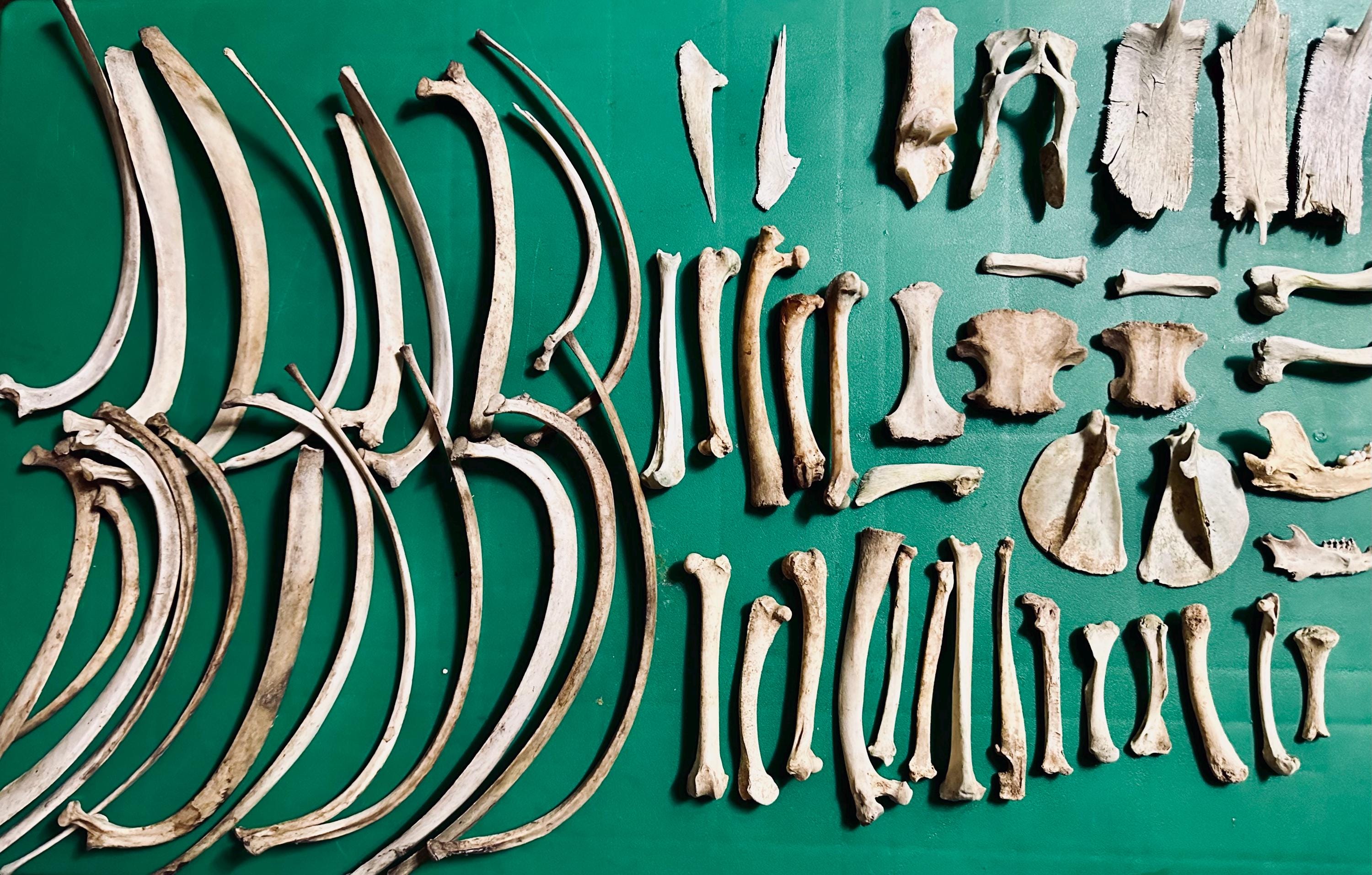 Medium Sized Animal Bones for Oddity/curiosity Display/crafting/jewelry ...