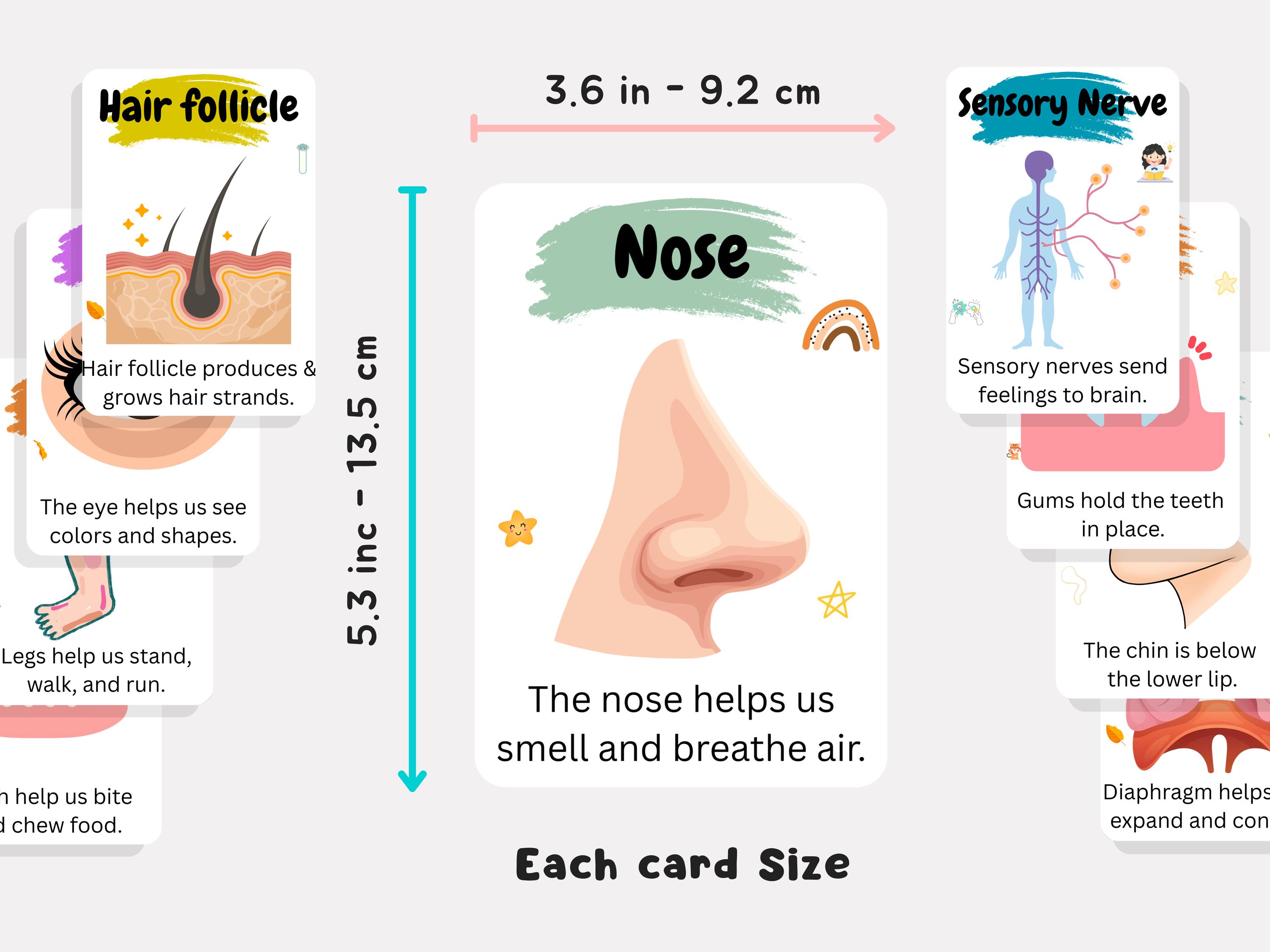 Body Parts Flashcards, Montessori Flashcard, Human Body Parts ...