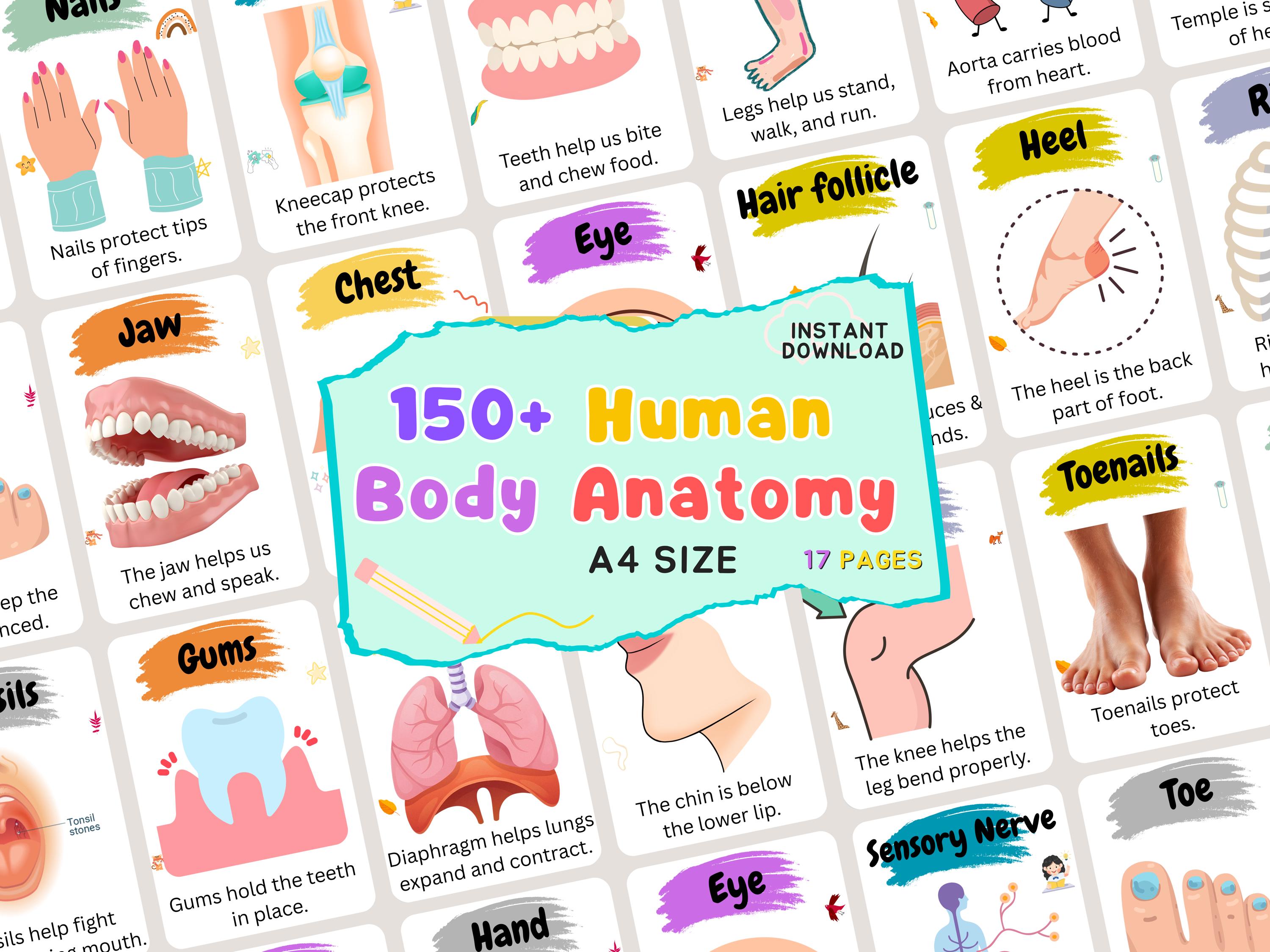 Body Parts Flashcards, Montessori Flashcard, Human Body Parts ...