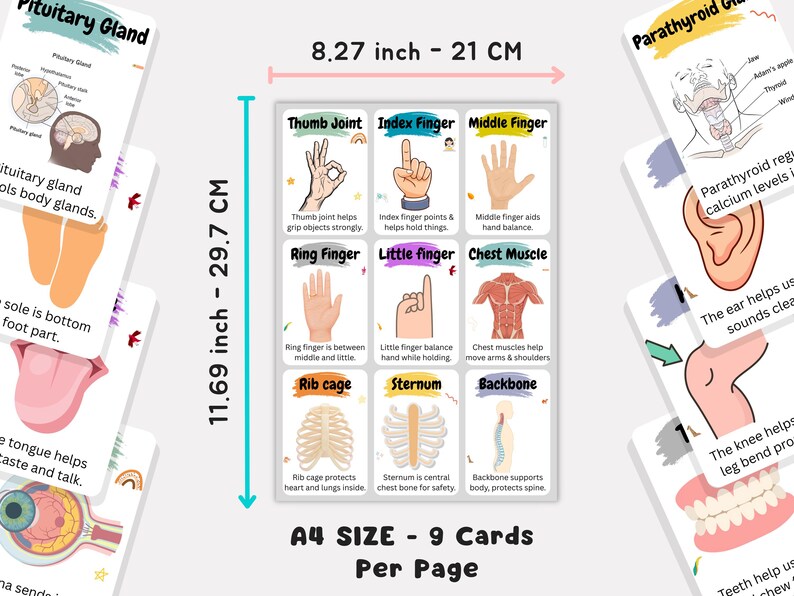 Body Parts Flashcards, Montessori Flashcard, Human Body Parts ...